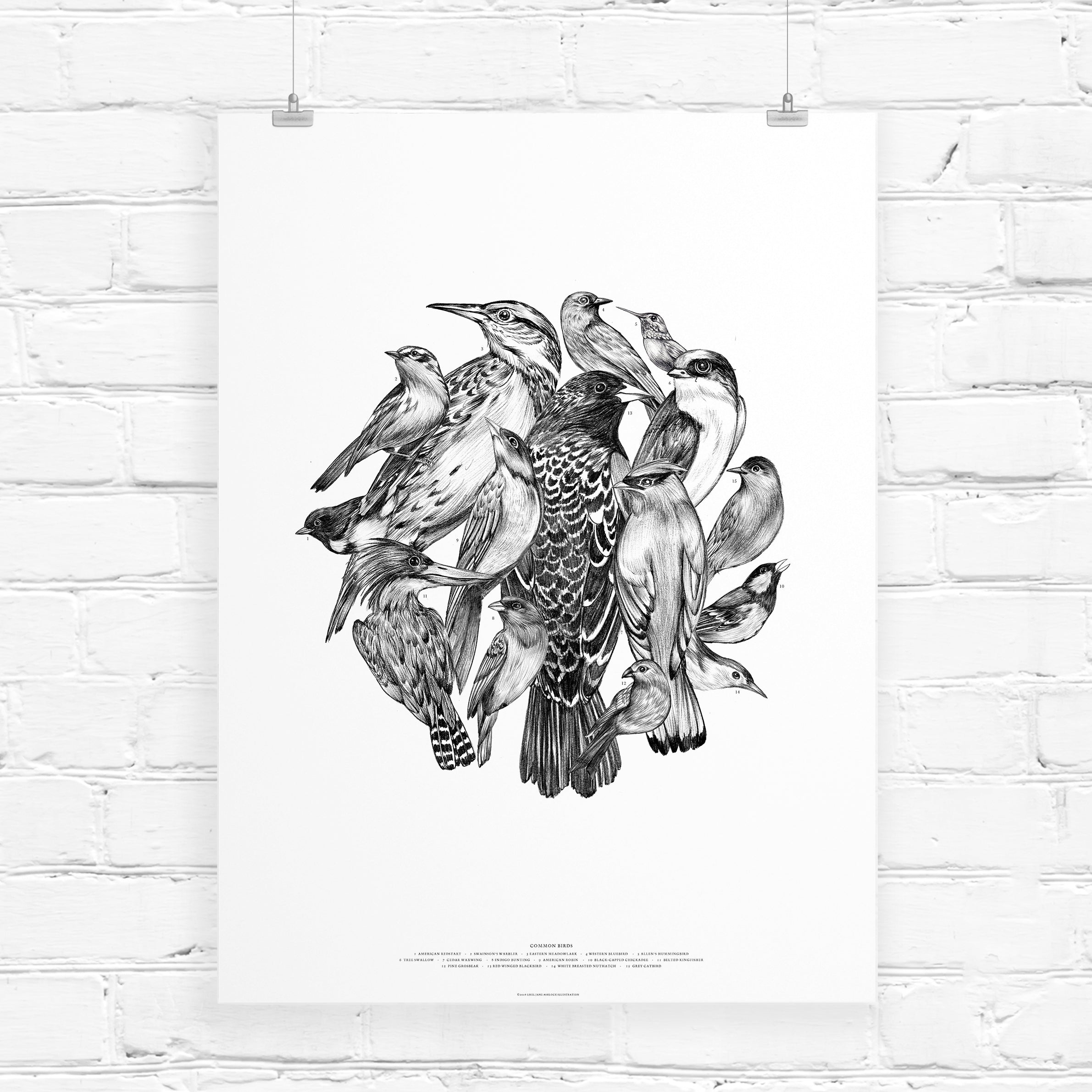 Bird Taxonomy – L I N N A