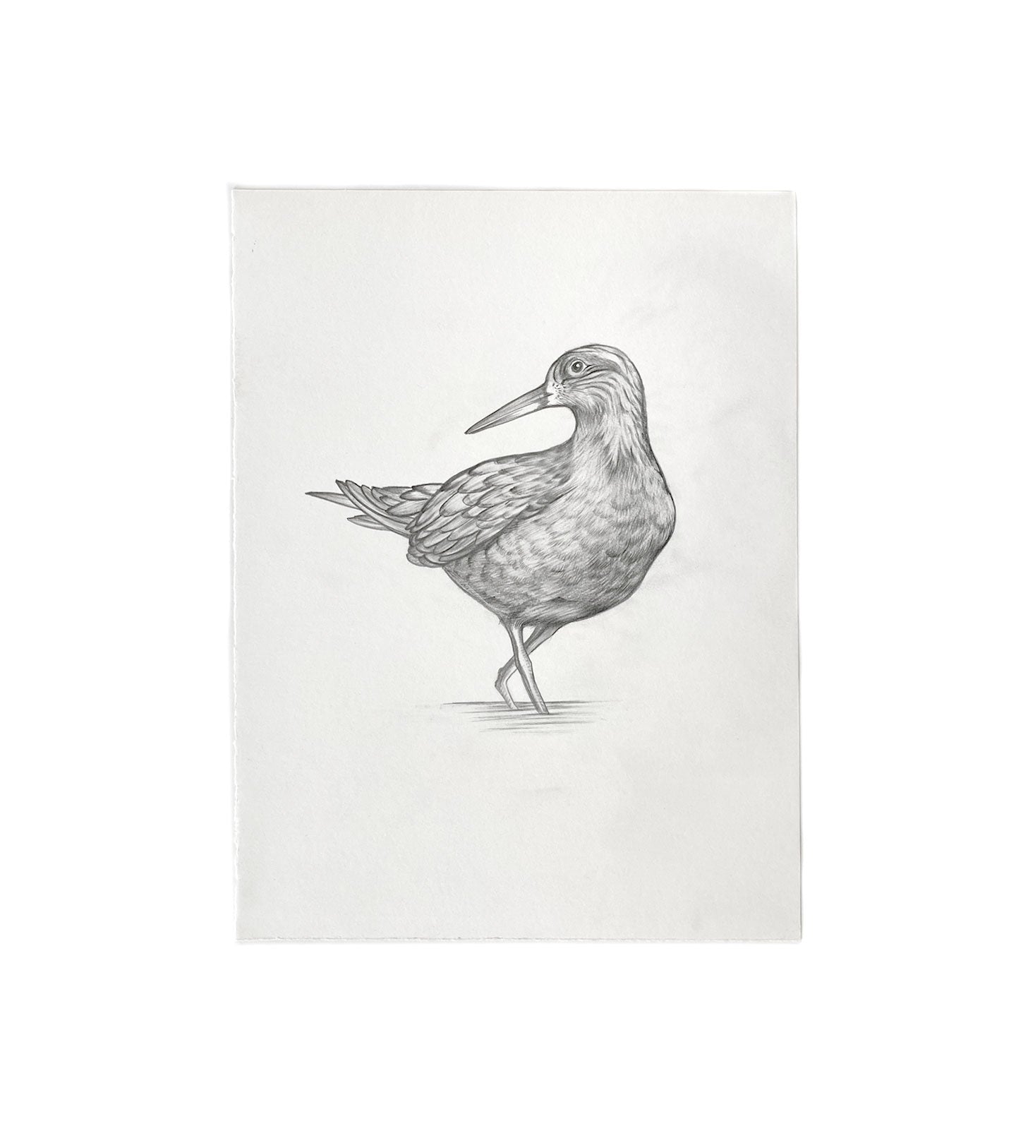 Original Studio Drawing : Rufa Red Knot (small) – L I N N A
