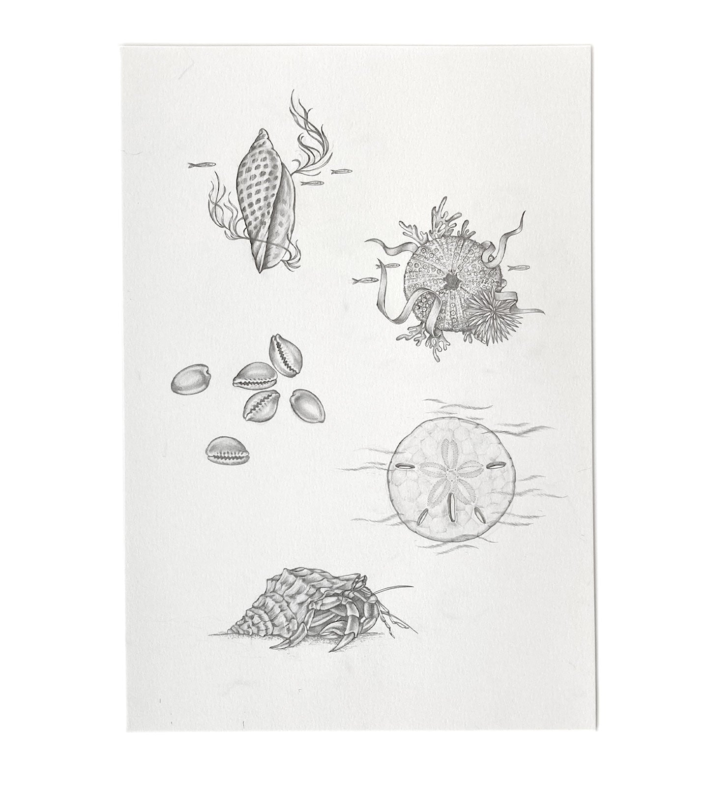 Original Studio Drawing : Shells 1 – L I N N A
