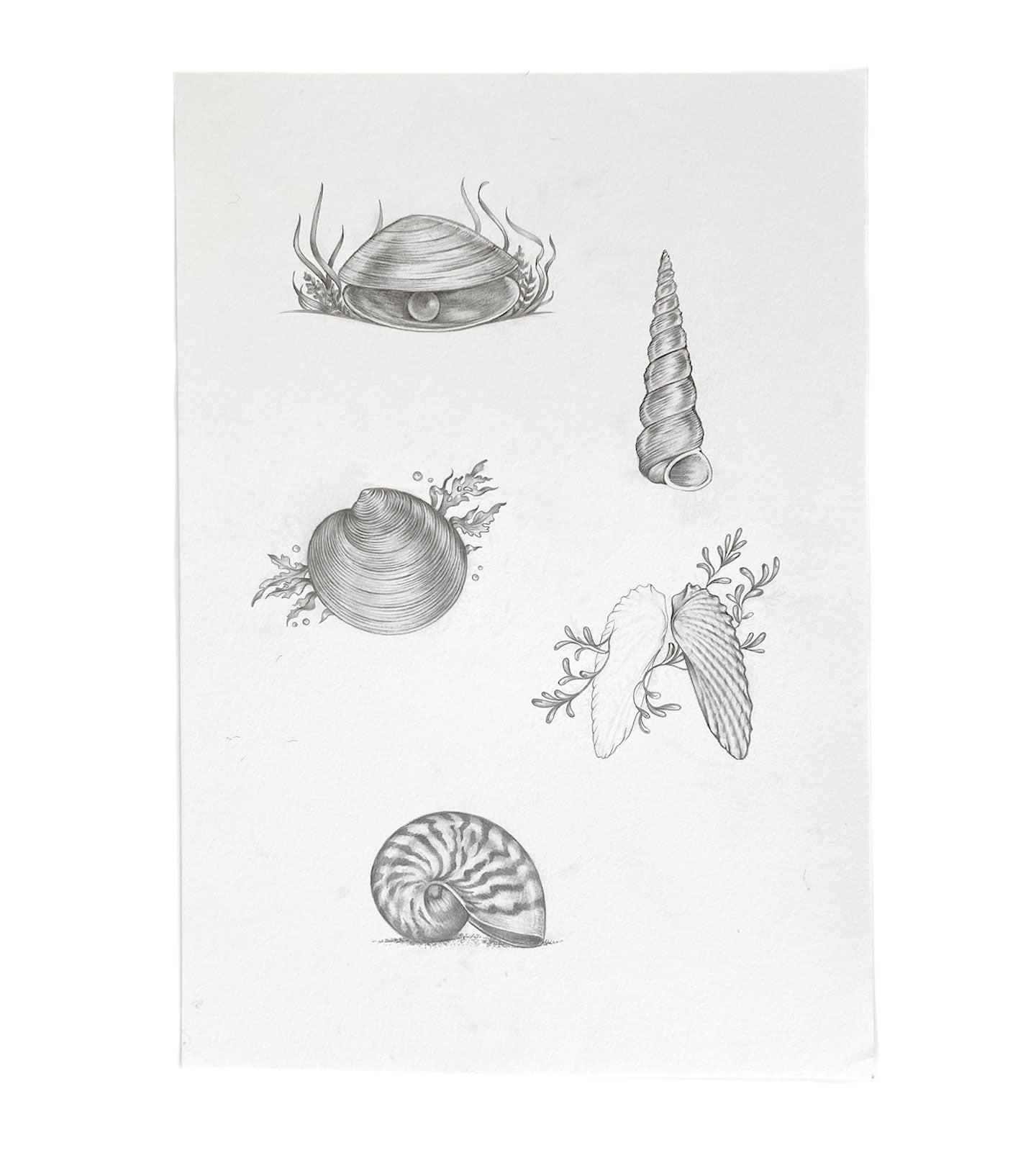 Original Studio Drawing : Shells 2 – L I N N A